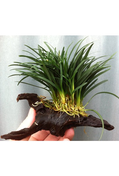 Akvaryumbitkileri Ophiopogon japonica - 1 Kök