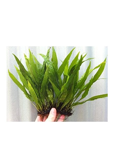 Akvaryumbitkileri Microsorium pteropus - Java Fern 4-6 yaprak Akvaryumbitkileri Microsorium pteropus - Java Fern 4-6 yaprak