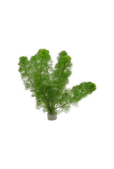 Akvaryumbitkileri Cabomba aquatica - 1 Bağ 5 Kök