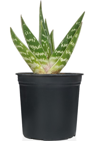 Kaktüs Bahçe Aloe Variegata Kaktüs Bahçe Aloe Variegata