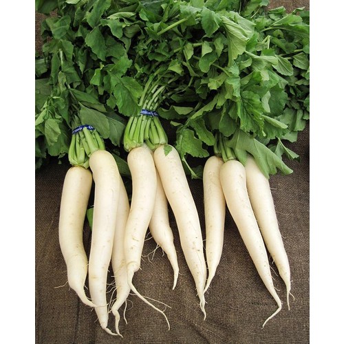 Arzuman Japon Turpu 10 Gram Fiyatı - Taksit Seçenekleri