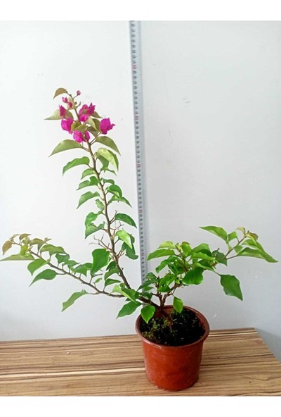 Bodur Begonvil Bougainvillea (Ev - Balkon Begonvil) Bodur Begonvil Bougainvillea (Ev - Balkon Begonvil)