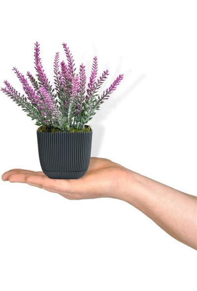 Nettenevime Yapay Çiçek Dekoratif Siyah Sakılı Doğal Lavanta Fuşya Nettenevime Yapay Çiçek Dekoratif Siyah Sakılı Doğal Lavanta Fuşya