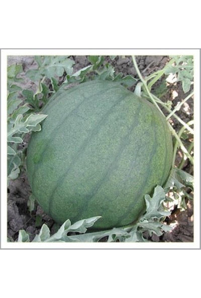 Karahasanoğlu Tarım Karpuz Tohumu Yalova Washıngton 26 (Siyah Karpuz) - 10 G (~ Takribi 70 Tohum)