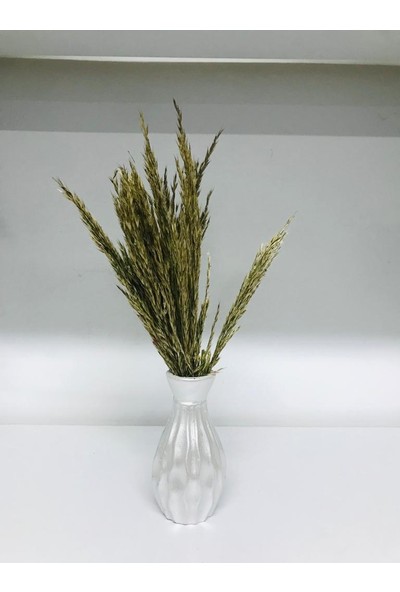 Neon Gümüş Renk Saksıda Yeşil Renk Kuru Pampas Neon Gümüş Renk Saksıda Yeşil Renk Kuru Pampas
