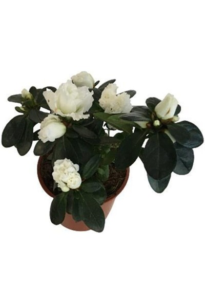 Lotus Botanik Beyaz Renk Açelya Çiçeği Lotus Botanik Beyaz Renk Açelya Çiçeği