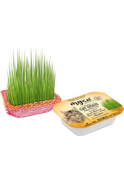 Natural Cat Grass Doğal Kedi Çimi