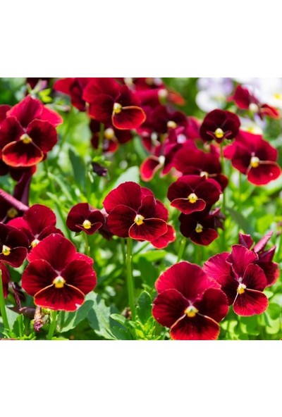 Kırmızı Menekşe Çiçeği Tohumu