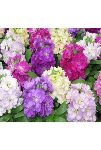 Şebboy Çiçek Tohumu