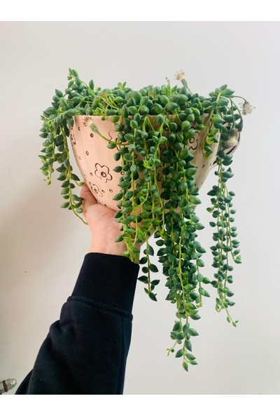 Fincan Saksıda Tesbih Çiçeği