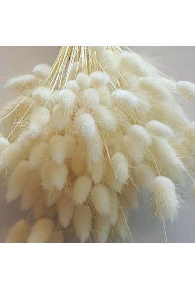 Sofiplant Pamuk Otu Lagurus Demet 10 Dal Doğal Renk