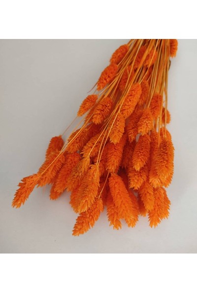 Sofiplant Kuş Otu Phalaris 10 Dal Turuncu