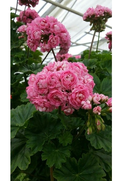 Gül Sardunya Tohumu 10 Adet Gül Sardunya Tohumu 10 Adet