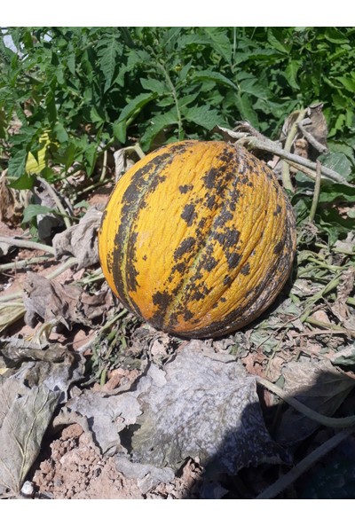 Mutena Tasarım Ata Tohumu Dilimli Altınbaş Kavunu