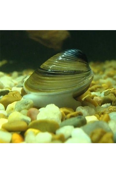 Antvaryum Tatlı Su Midyesi Doğal Filtre 5 Adet