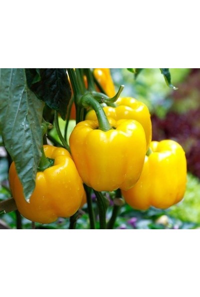 3A Botanik Sarı Dolma Biber Tohumu, Altın Sarısı Etli ve Tatlı Biber Çeşidi 100 Adet Tohum 3A Botanik Sarı Dolma Biber Tohumu, Altın Sarısı Etli ve Tatlı Biber Çeşidi 100 Adet Tohum