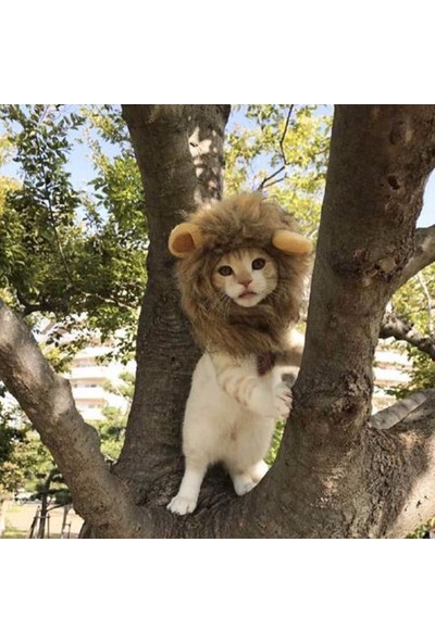 Tazador Kedi Aslan Yelesi Peruk