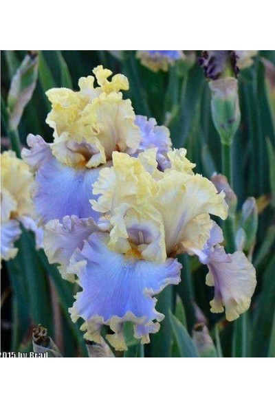 Nandina Botanik 2 Adet Iris-Süsen Pureobractea Çiçek Soğanı Kod 4022 Renkli Nandina Botanik 2 Adet Iris-Süsen Pureobractea Çiçek Soğanı Kod 4022 Renkli