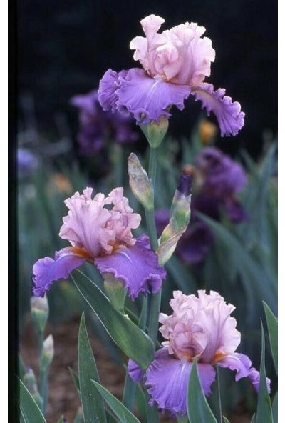 Nandina Botanik 2 Adet Iris-Süsen Pureobractea Çiçek Soğanı Kod 4008 Renkli Nandina Botanik 2 Adet Iris-Süsen Pureobractea Çiçek Soğanı Kod 4008 Renkli