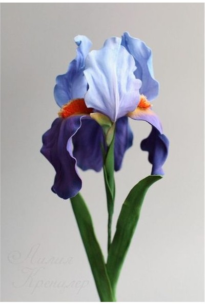 Nandina Botanik 2 Adet Iris-Süsen Pureobractea Çiçek Soğanı Kod 4011 Renkli Nandina Botanik 2 Adet Iris-Süsen Pureobractea Çiçek Soğanı Kod 4011 Renkli