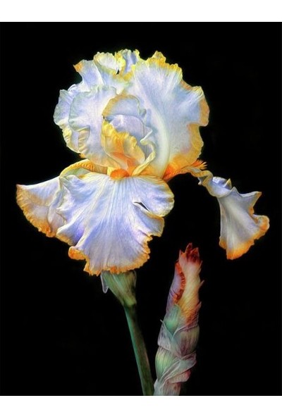 Nandina Botanik 2 Adet Iris-Süsen Pureobractea Çiçek Soğanı Kod 4016 Renkli Nandina Botanik 2 Adet Iris-Süsen Pureobractea Çiçek Soğanı Kod 4016 Renkli