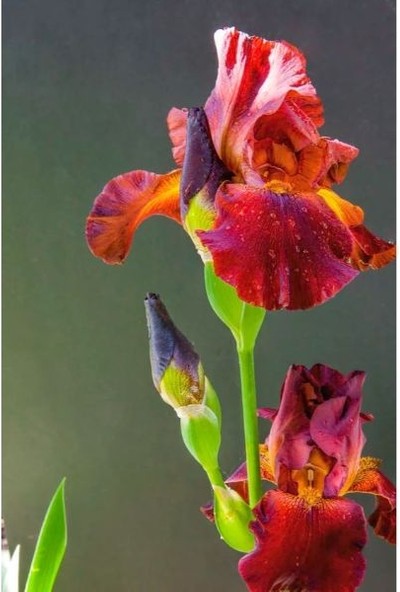 Nandina Botanik 2 Adet Iris-Süsen Pureobractea Çiçek Soğanı Kod 4024 Renkli Nandina Botanik 2 Adet Iris-Süsen Pureobractea Çiçek Soğanı Kod 4024 Renkli