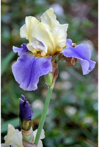 Nandina Botanik 2 Adet Iris-Süsen Pureobractea Çiçek Soğanı Kod 4025 Renkli Nandina Botanik 2 Adet Iris-Süsen Pureobractea Çiçek Soğanı Kod 4025 Renkli