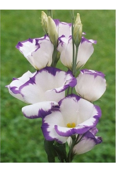 Nandina Botanik 2 Adet Iris-Süsen Pureobractea Çiçek Soğanı Kod 4039 Renkli Nandina Botanik 2 Adet Iris-Süsen Pureobractea Çiçek Soğanı Kod 4039 Renkli