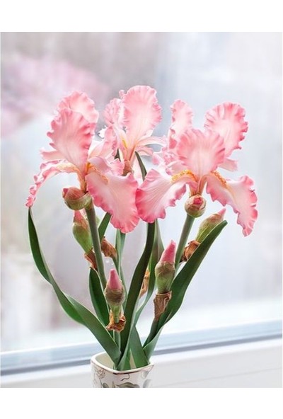 Nandina Botanik 2 Adet Iris-Süsen Pureobractea Çiçek Soğanı Kod 4050 Renkli