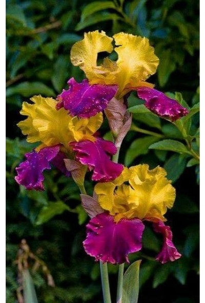 Nandina Botanik 2 Adet Iris-Süsen Pureobractea Çiçek Soğanı Kod 4051 Renkli Nandina Botanik 2 Adet Iris-Süsen Pureobractea Çiçek Soğanı Kod 4051 Renkli