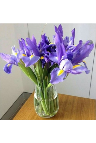 Nandina Botanik 2 Adet Iris-Süsen Pureobractea Çiçek Soğanı Kod 4052 Renkli Nandina Botanik 2 Adet Iris-Süsen Pureobractea Çiçek Soğanı Kod 4052 Renkli