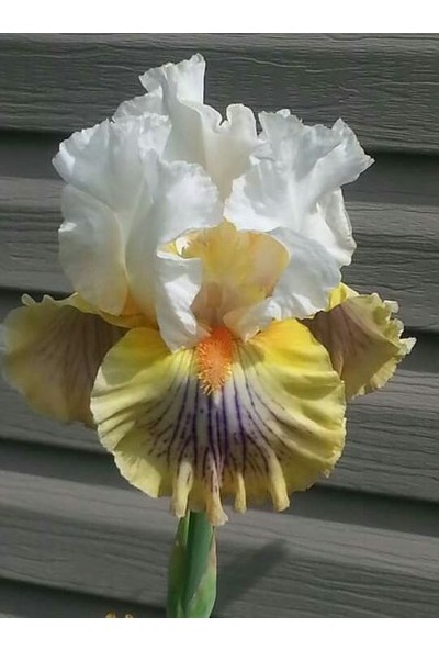 Nandina Botanik 2 Adet Iris-Süsen Pureobractea Çiçek Soğanı Kod 4060 Renkli Nandina Botanik 2 Adet Iris-Süsen Pureobractea Çiçek Soğanı Kod 4060 Renkli