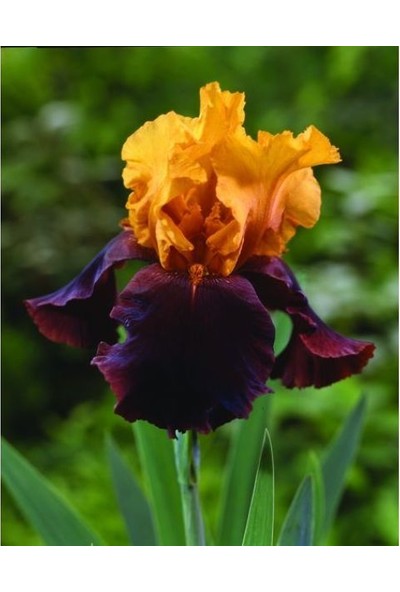 Nandina Botanik 2 Adet Iris-Süsen Pureobractea Çiçek Soğanı Kod 4061 Renkli Nandina Botanik 2 Adet Iris-Süsen Pureobractea Çiçek Soğanı Kod 4061 Renkli