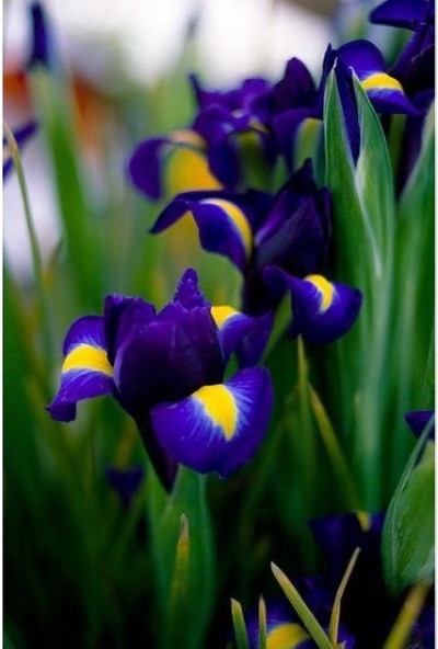 Nandina Botanik 2 Adet Iris-Süsen Pureobractea Çiçek Soğanı Kod 4065 Renkli Nandina Botanik 2 Adet Iris-Süsen Pureobractea Çiçek Soğanı Kod 4065 Renkli