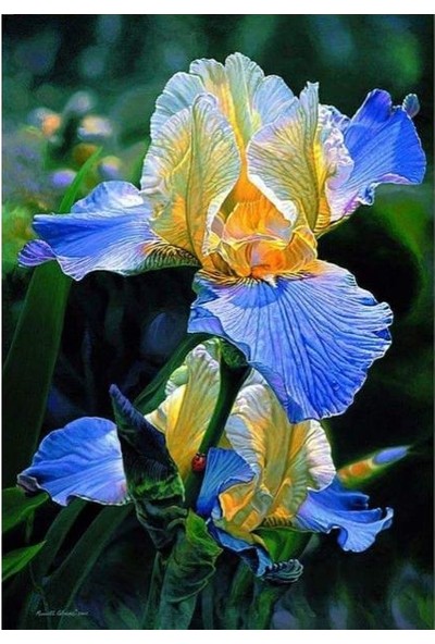 Nandina Botanik 2 Adet Iris-Süsen Pureobractea Çiçek Soğanı Kod 4066 Renkli Nandina Botanik 2 Adet Iris-Süsen Pureobractea Çiçek Soğanı Kod 4066 Renkli