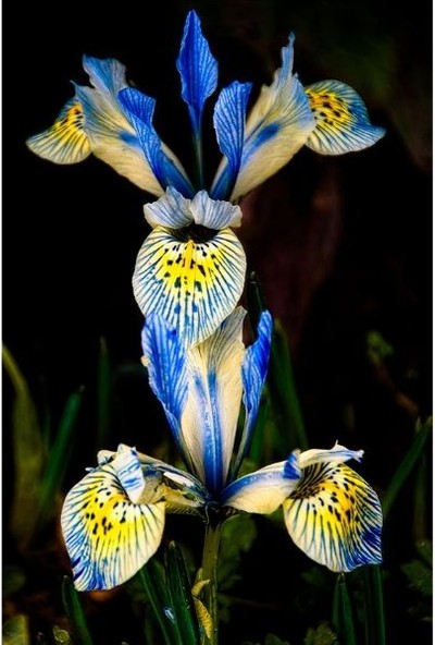 Nandina Botanik 2 Adet Iris-Süsen Pureobractea Çiçek Soğanı Kod 4067 Renkli Nandina Botanik 2 Adet Iris-Süsen Pureobractea Çiçek Soğanı Kod 4067 Renkli