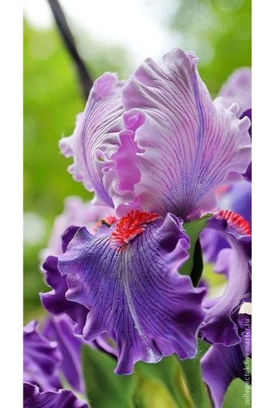 Nandina Botanik 2 Adet Iris-Süsen Pureobractea Çiçek Soğanı Kod 4073 Renkli Nandina Botanik 2 Adet Iris-Süsen Pureobractea Çiçek Soğanı Kod 4073 Renkli