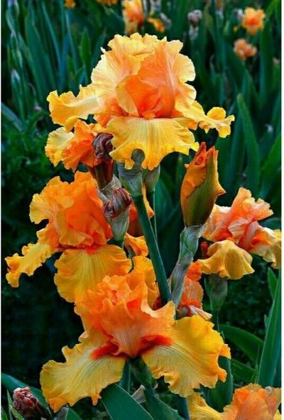 Nandina Botanik 2 Adet Iris-Süsen Pureobractea Çiçek Soğanı Kod 4074 Renkli Nandina Botanik 2 Adet Iris-Süsen Pureobractea Çiçek Soğanı Kod 4074 Renkli