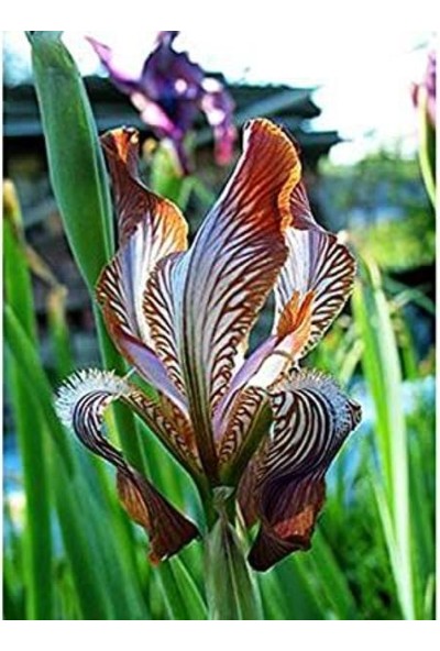 Nandina Botanik 2 Adet Iris-Süsen Pureobractea Çiçek Soğanı Kod 4077 Renkli Nandina Botanik 2 Adet Iris-Süsen Pureobractea Çiçek Soğanı Kod 4077 Renkli