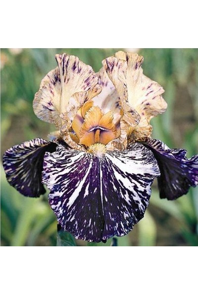 Nandina Botanik 2 Adet Iris-Süsen Pureobractea Çiçek Soğanı Kod 4080 Renkli Nandina Botanik 2 Adet Iris-Süsen Pureobractea Çiçek Soğanı Kod 4080 Renkli