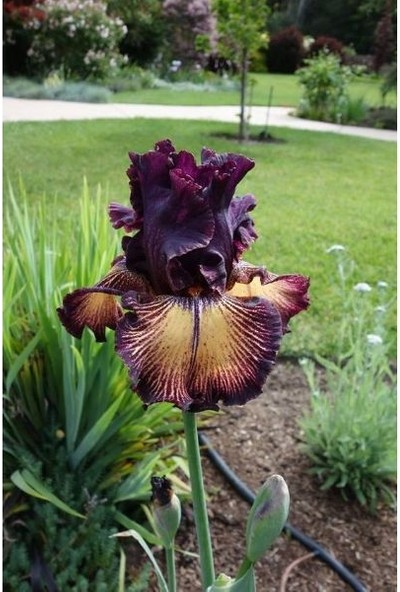 Nandina Botanik 2 Adet Iris-Süsen Pureobractea Çiçek Soğanı Kod 4088 Renkli Nandina Botanik 2 Adet Iris-Süsen Pureobractea Çiçek Soğanı Kod 4088 Renkli