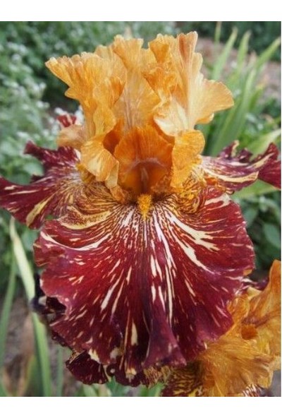 Nandina Botanik 2 Adet Iris-Süsen Pureobractea Çiçek Soğanı Kod 4090 Renkli Nandina Botanik 2 Adet Iris-Süsen Pureobractea Çiçek Soğanı Kod 4090 Renkli