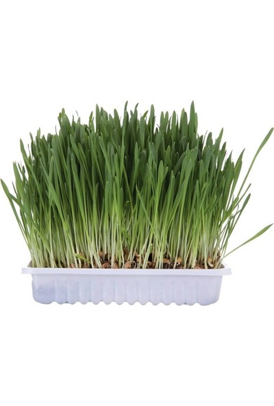 Trixie Kedi Çimi, 100 gr