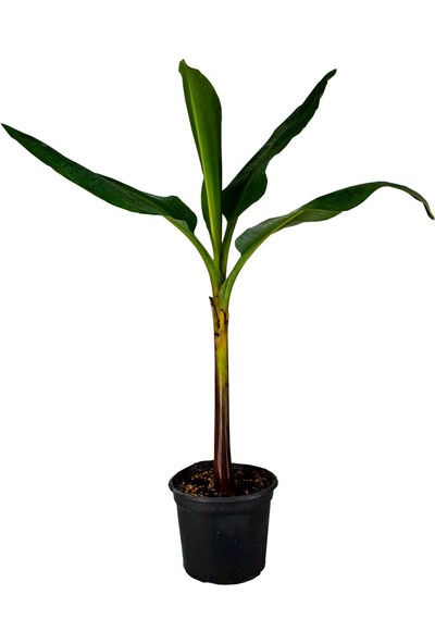 Grow Botanik Saksıda Muz Fidanı (Büyük Boy) Grow Botanik Saksıda Muz Fidanı (Büyük Boy)