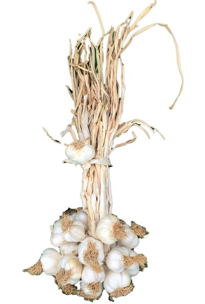 Güler Yöresel Ürünler Taşköprü(Germeç) Sarımsağı