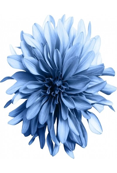 Hobi Tedarik Sade Çiçekler 1 Sayılarla Boyama Seti Çerçevesiz 40 x 50 cm