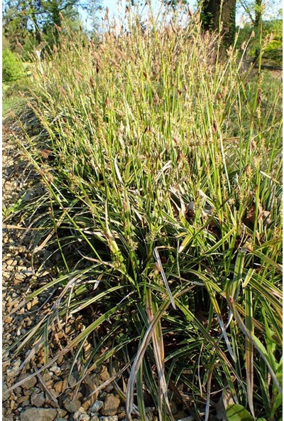 Online Botanik Carex 5'li Sarı 15 cm Online Botanik Carex 5'li Sarı 15 cm