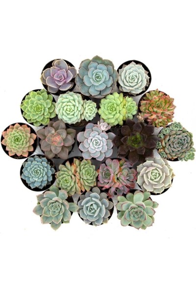 Egzotik Bahçe Sukulent, Kaktüs Seti 10 Adet Egzotik Bahçe Sukulent, Kaktüs Seti 10 Adet