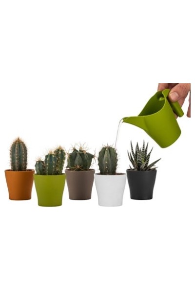 Egzotik Bahçe Egzotikbahçe Dekoratif Kaktüs Sukulent Saksısı 5 Farklı Renk- 6cm Egzotik Bahçe Egzotikbahçe Dekoratif Kaktüs Sukulent Saksısı 5 Farklı Renk- 6cm