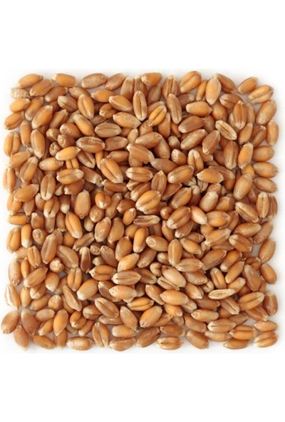 Şenapa Gıda Yemlik Buğday Kanatlı Yemi 10 kg